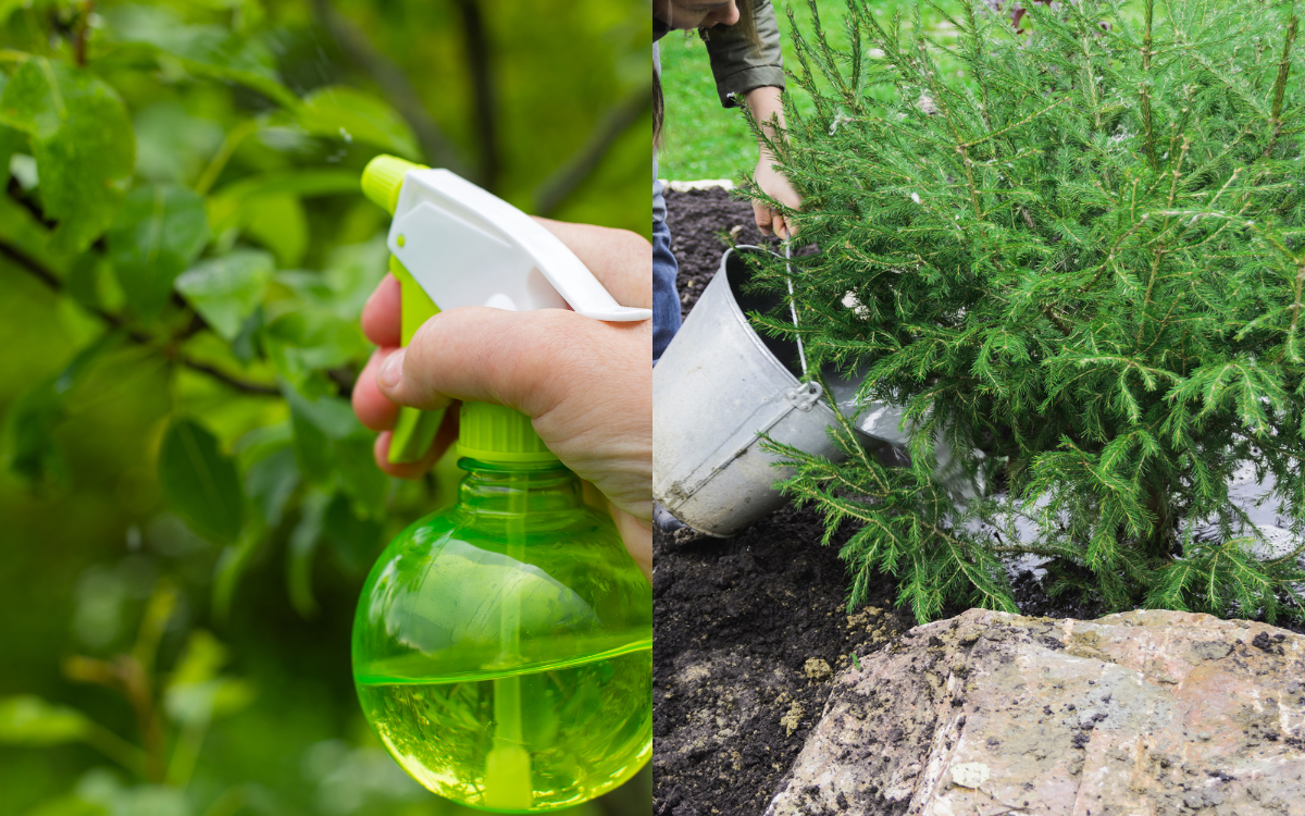 4 DIY Fertiliser Ideas for Your Garden - Garden Wizard Shop